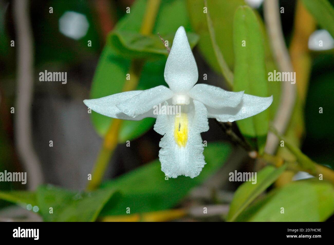 Pigeon Orchid (Dendrobium crumenatum) flower, tropical Asia Stock Photo ...