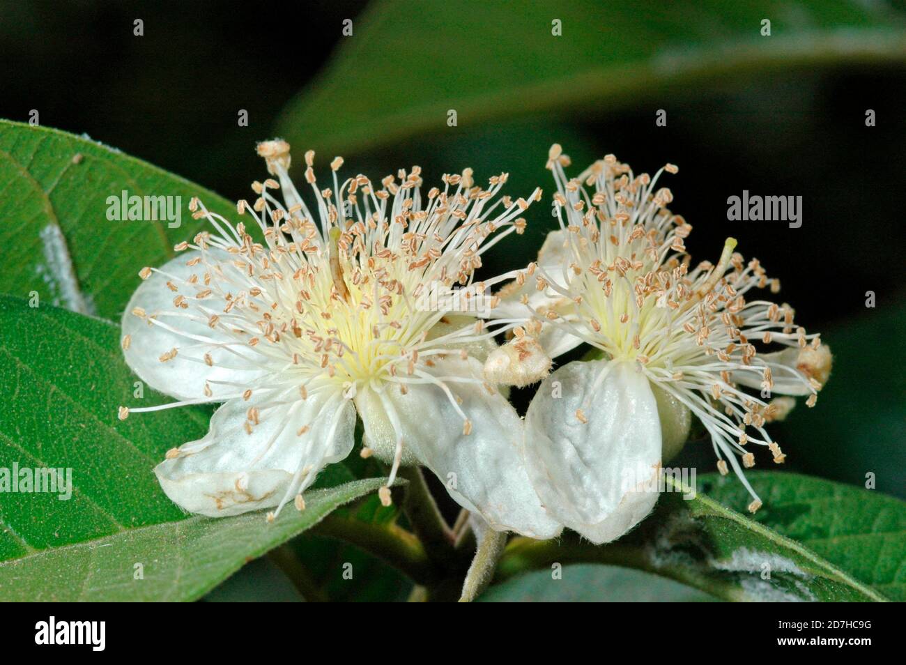 Guava Flower Morphology