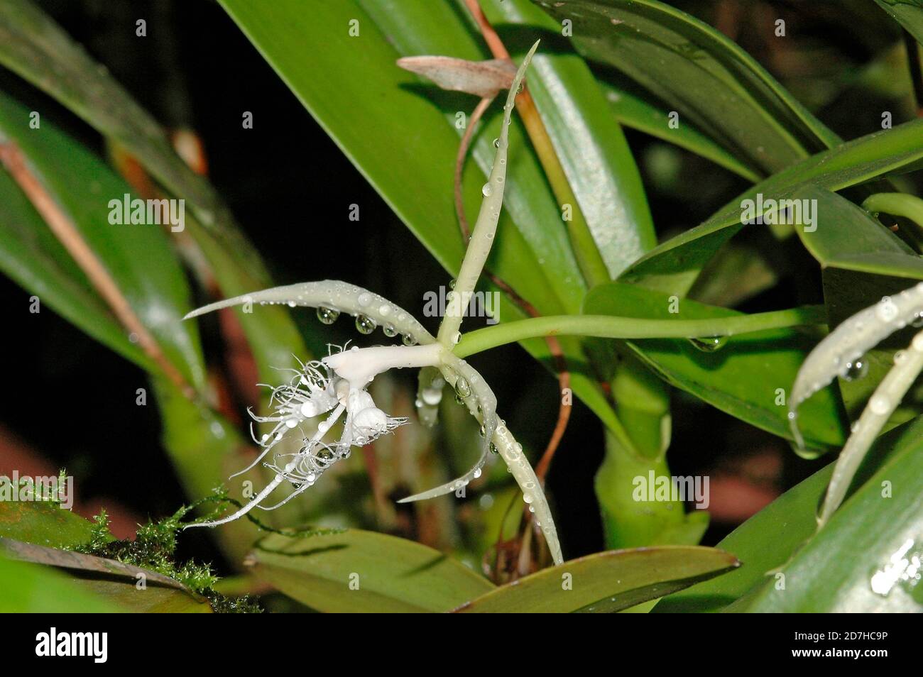 Epidendrum Species High Resolution Stock Photography and Images - Alamy