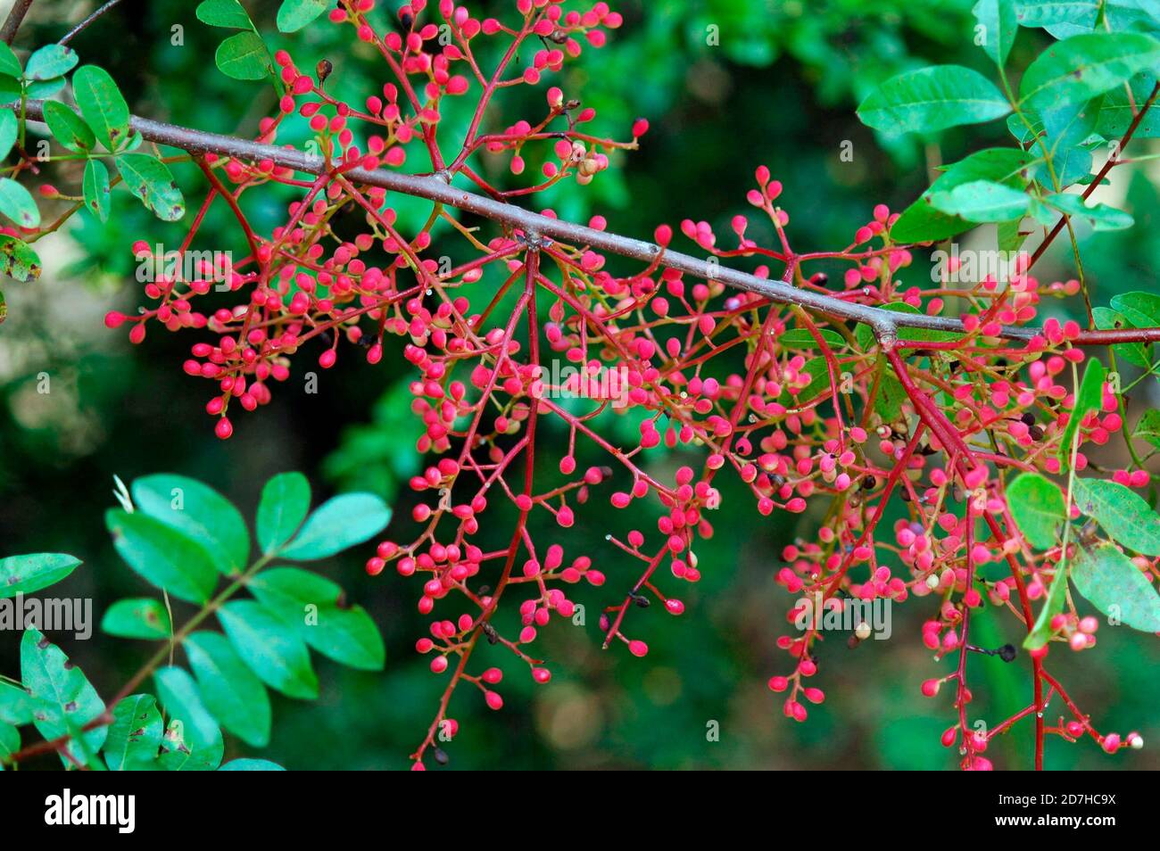 Turpentine pistacia hi-res stock photography and images - Alamy