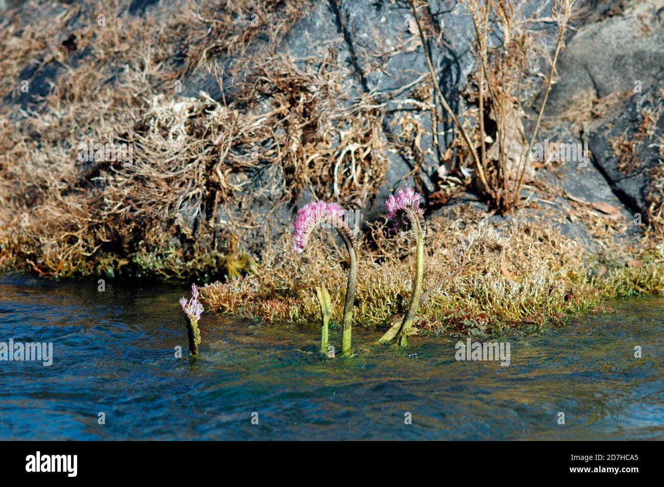 River weed (Mourera fluviatilis) in bloom in water, French Guiana Stock ...
