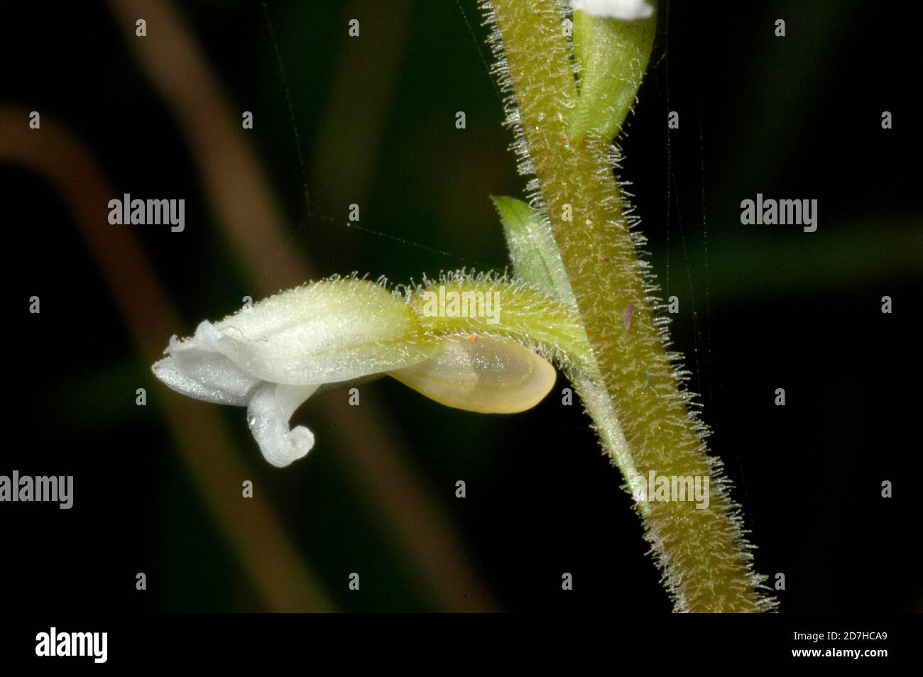 Orchid (Pelexia adnata) flower, Soufriere, Guadeloupe Stock Photo - Alamy