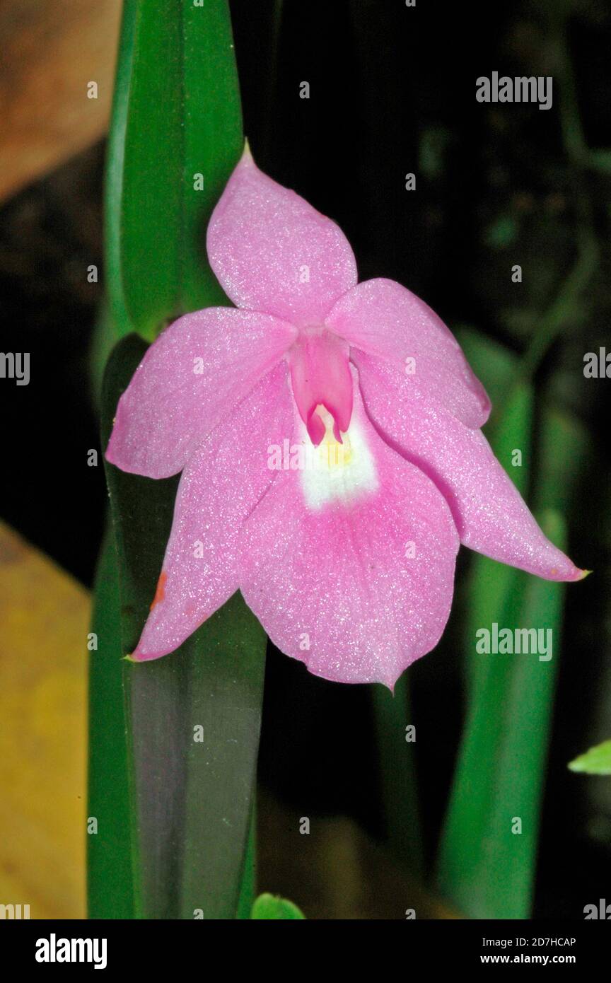 Orchid dimerandra emarginata hi-res stock photography and images - Alamy