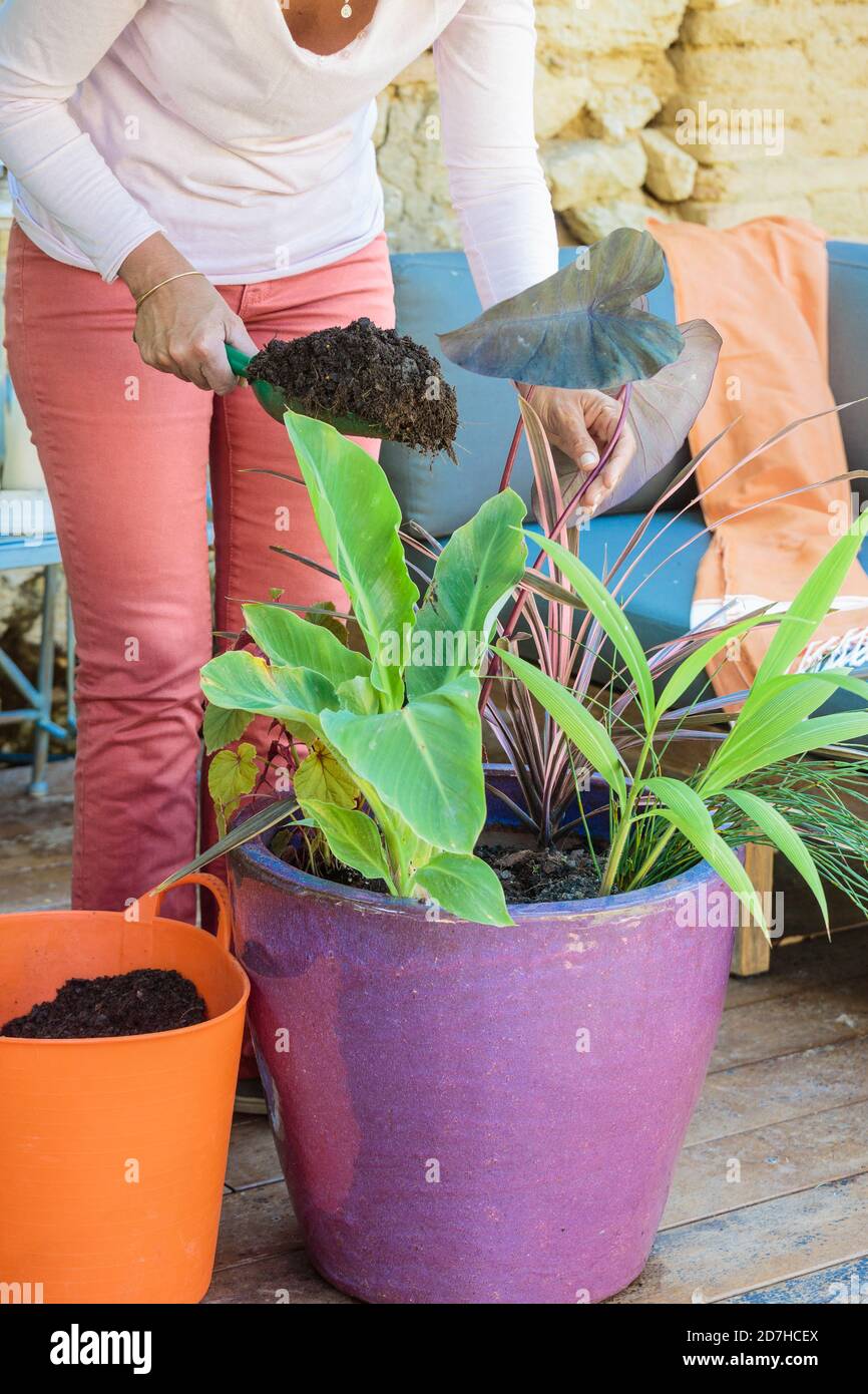 Dwarf cabbage tree hi-res stock photography and images - Alamy