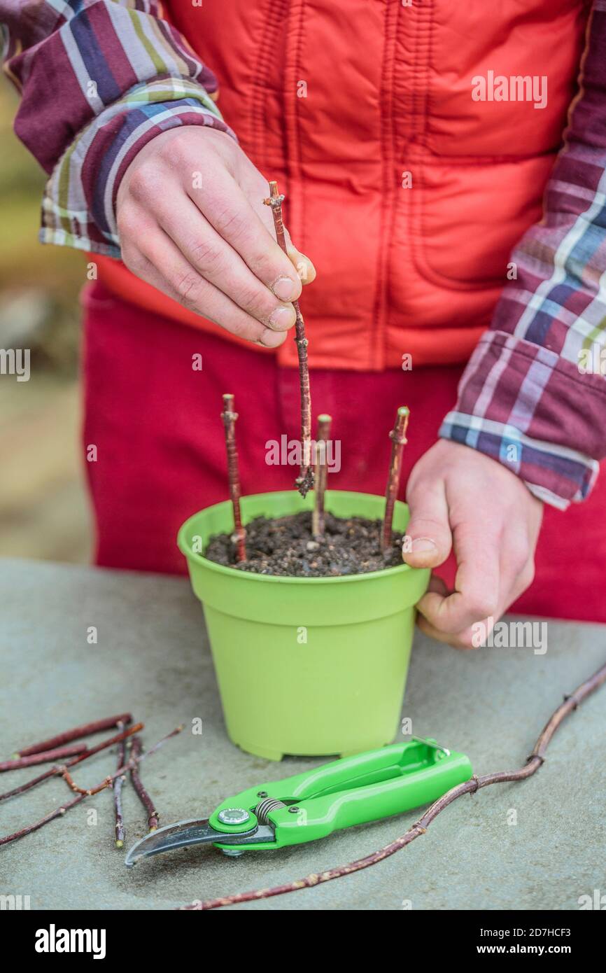 Mock-orange (Philadelphus sp) cuttings in winter (stem section cuttings ...