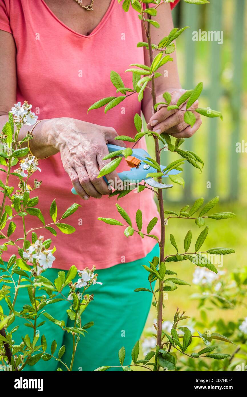 Woman shortening the annual growth of a multiflora rose (Rosa ...