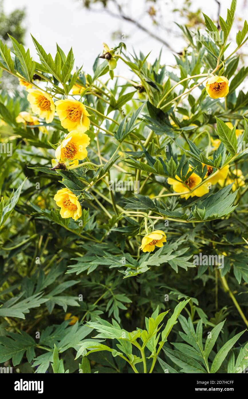 Portrait of Yellow Shrub Peony (Paeonia lutea subsp lutea Stock Photo ...