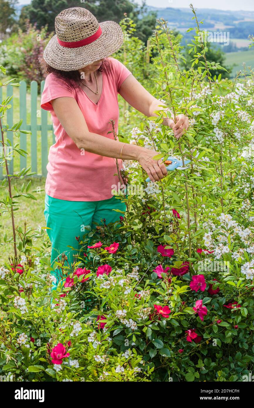 Woman pruning a hedge of multiflora rose (Rosa multiflora) in spring ...