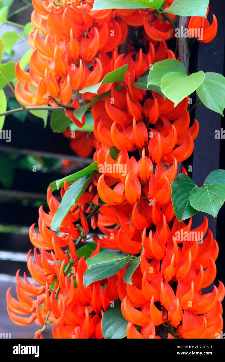 Vine Mucuna High Resolution Stock Photography and Images - Alamy