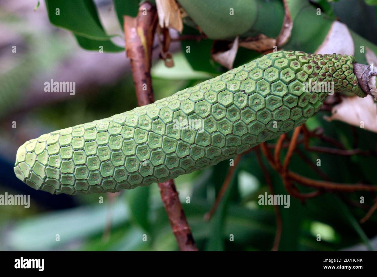 Tarovine (Monstera deliciosa) fruit in a botanical garden, Reunion ...