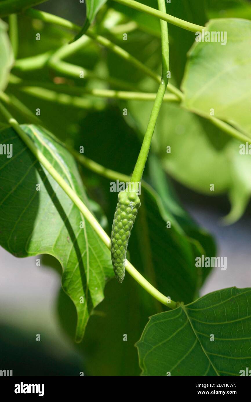 Sandbox tree (Hura crepitans) male flower in a private garden, Reunion ...