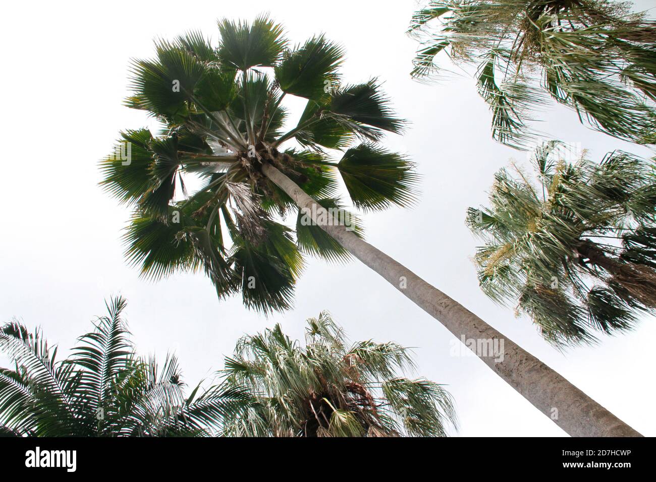 Fiji Fan Palm (Pritchardia pacifica) in a botanical garden, Reunion ...