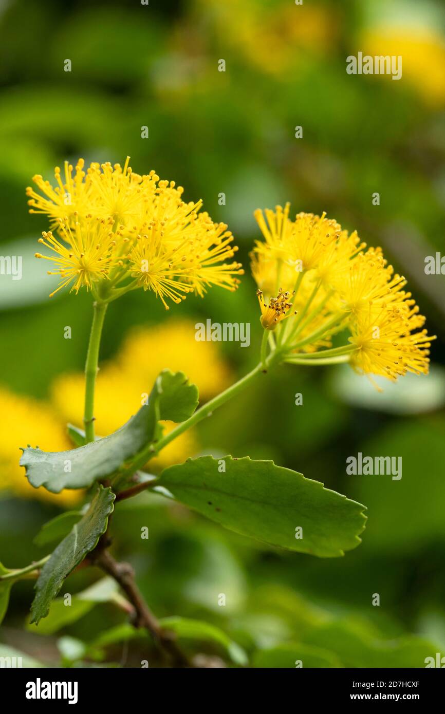 Saw toothed leaves hi-res stock photography and images - Alamy