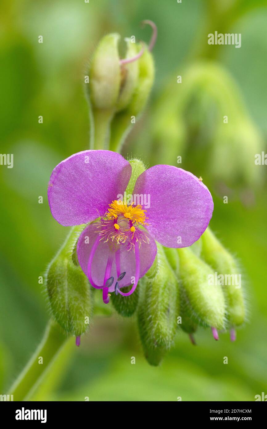Widow's Tears (Tinantia erecta), flower Stock Photo - Alamy