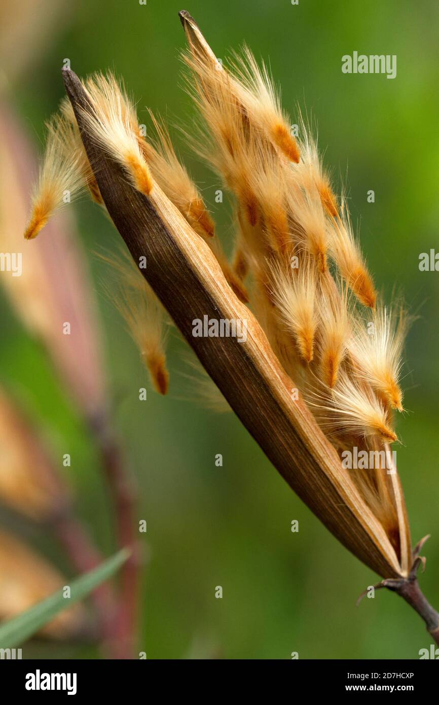 Follicles and seeds of oleander (Nerium oleander Stock Photo - Alamy