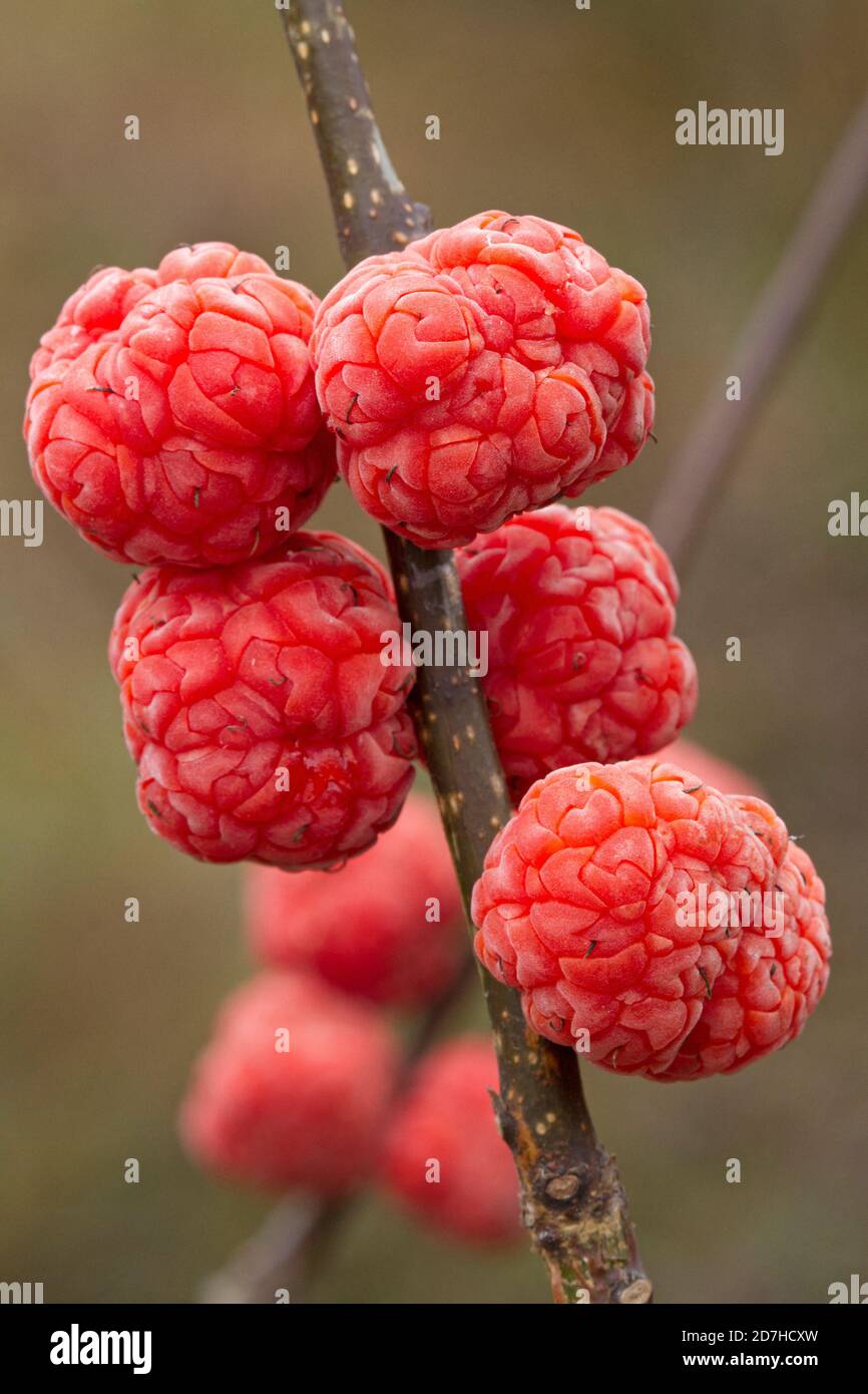Storehousebush (Maclura tricuspidata), fruits Stock Photo - Alamy