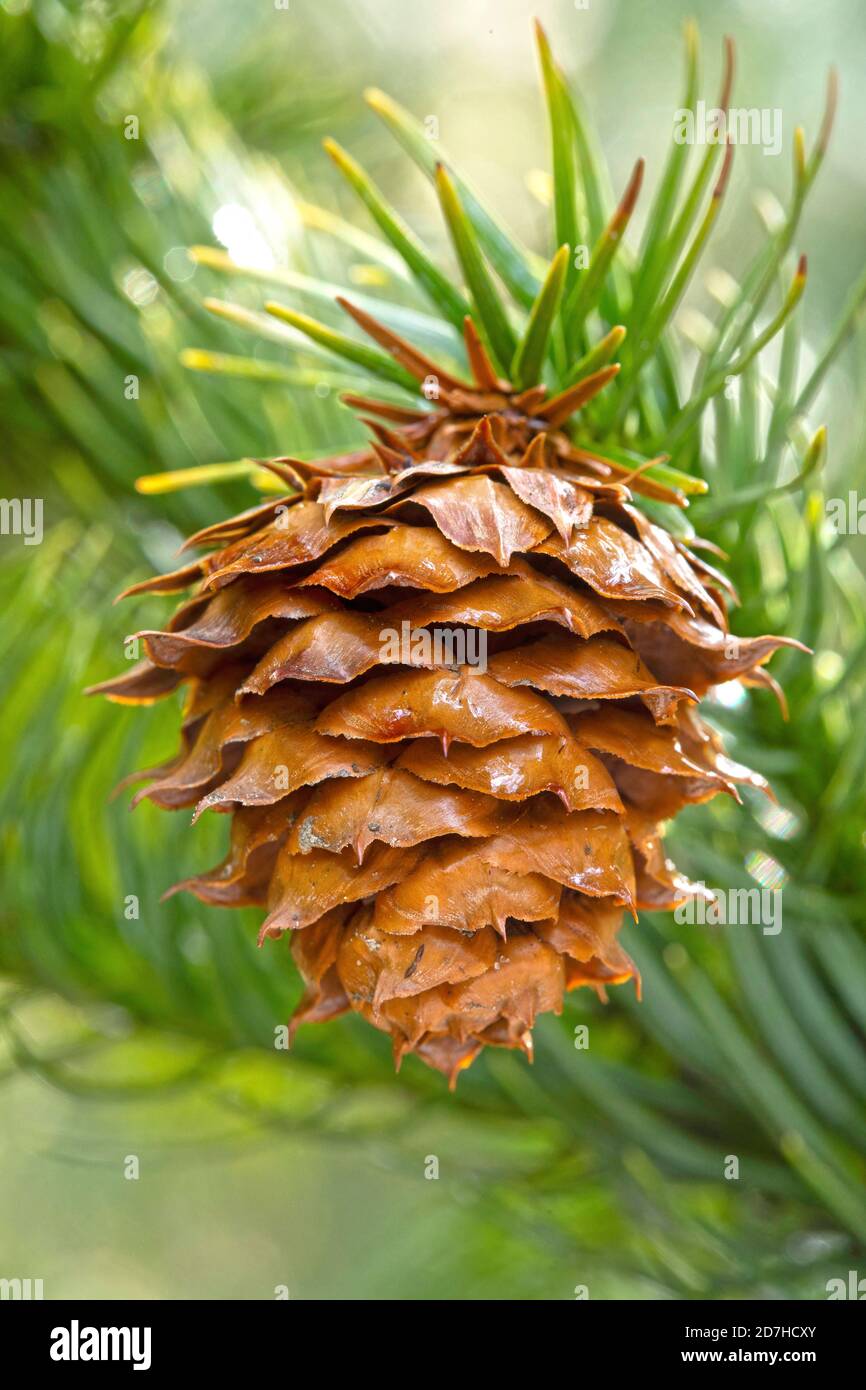 China Fir Cones