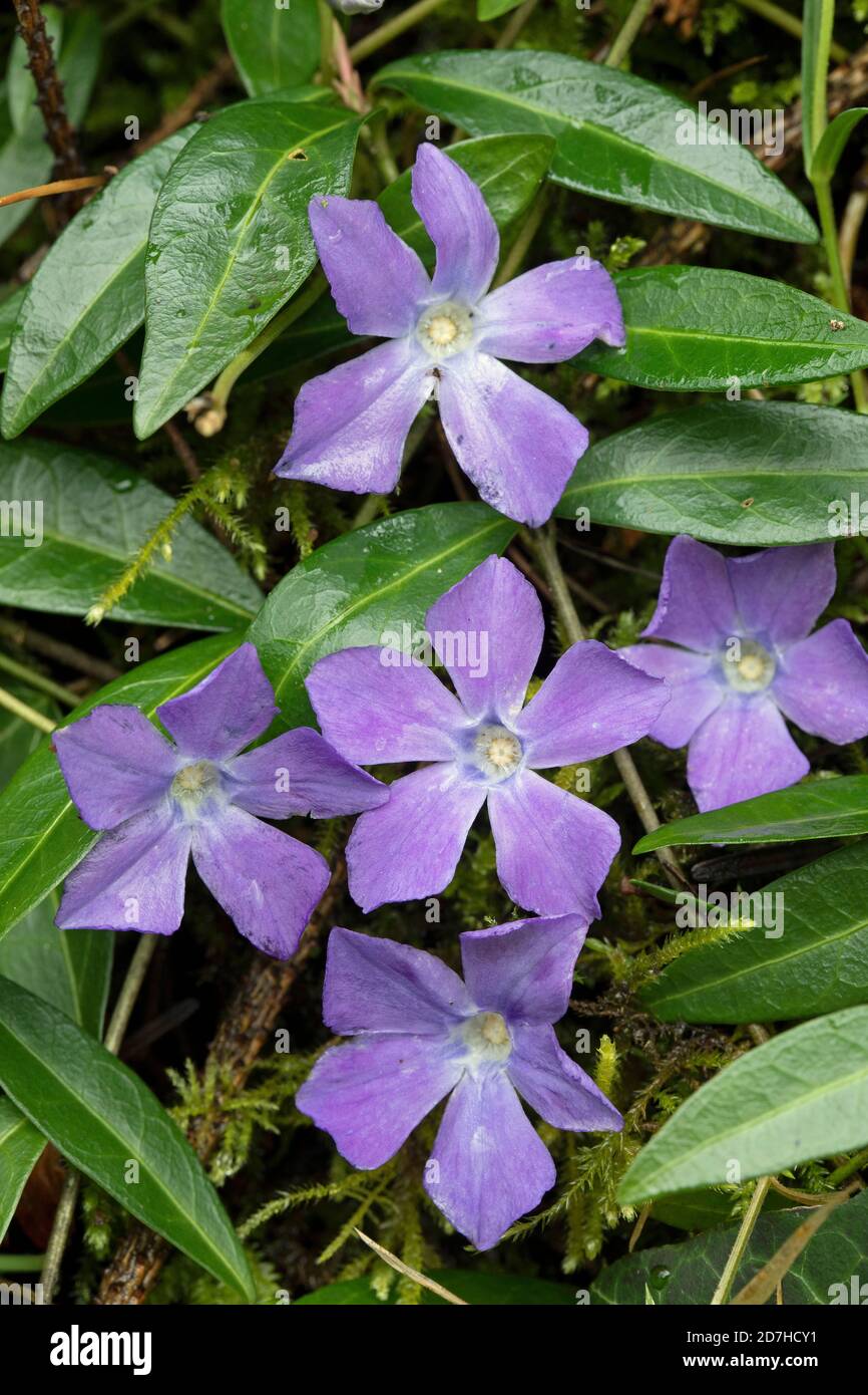 Lesser Periwinkle (Vinca minor) in bloom Stock Photo - Alamy
