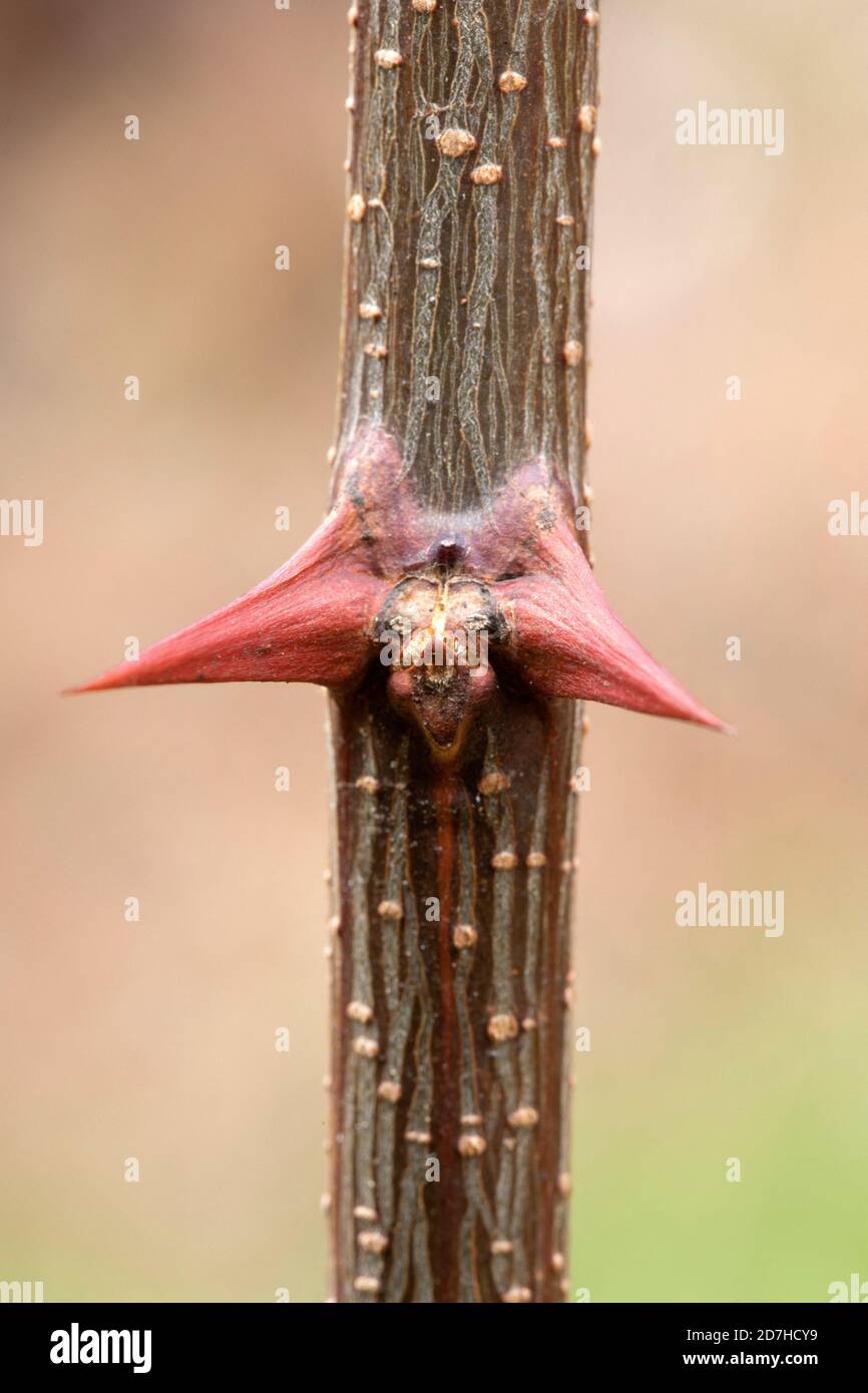 Stipular spines, black locust (Robinia pseudoacacia Stock Photo - Alamy