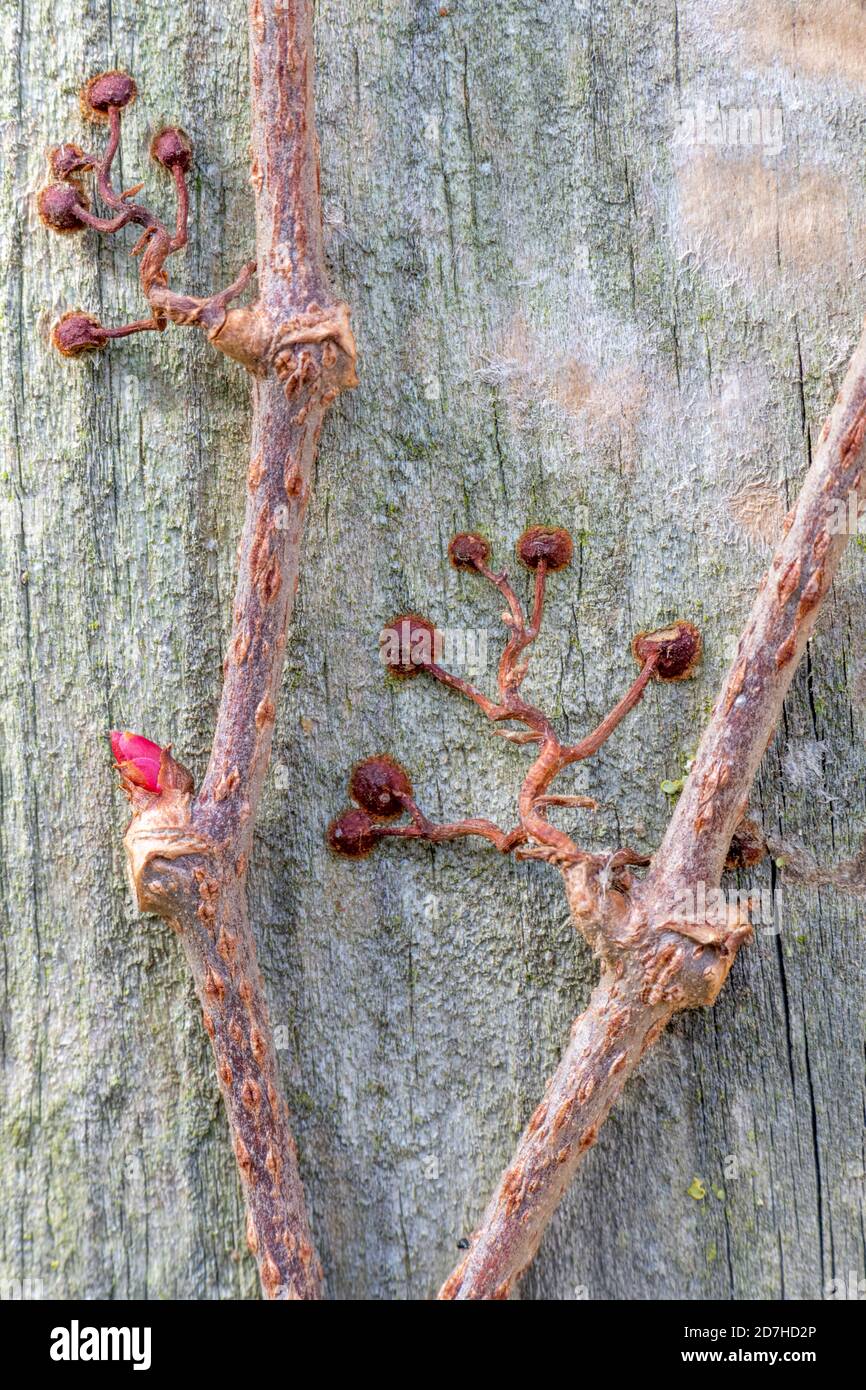 Boston ivy (Parthenocissus tricuspidata) adhesive pads on a palisade in ...