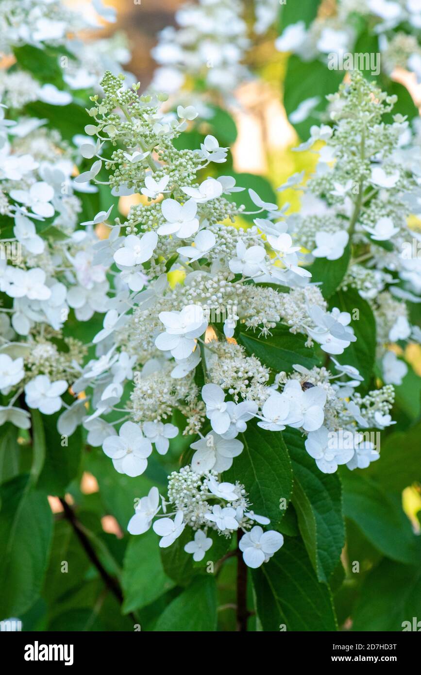 Panicled hydrangea (Hydrangea paniculata) 'Siebold' in flower in summer ...