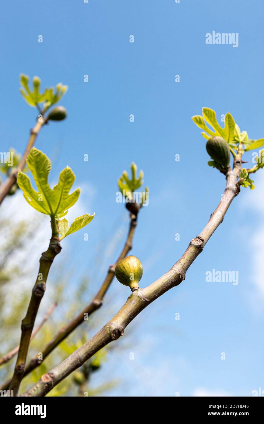 Edible fig (Ficus carica) in fruit in a garden in spring, Normandy ...
