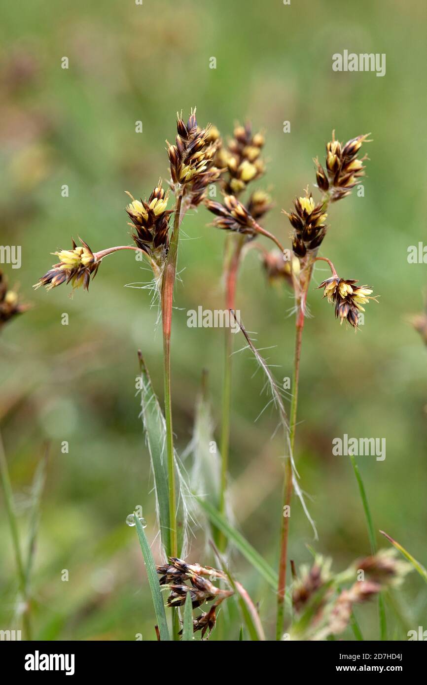 Flowering rush luzula campestris hi-res stock photography and images ...