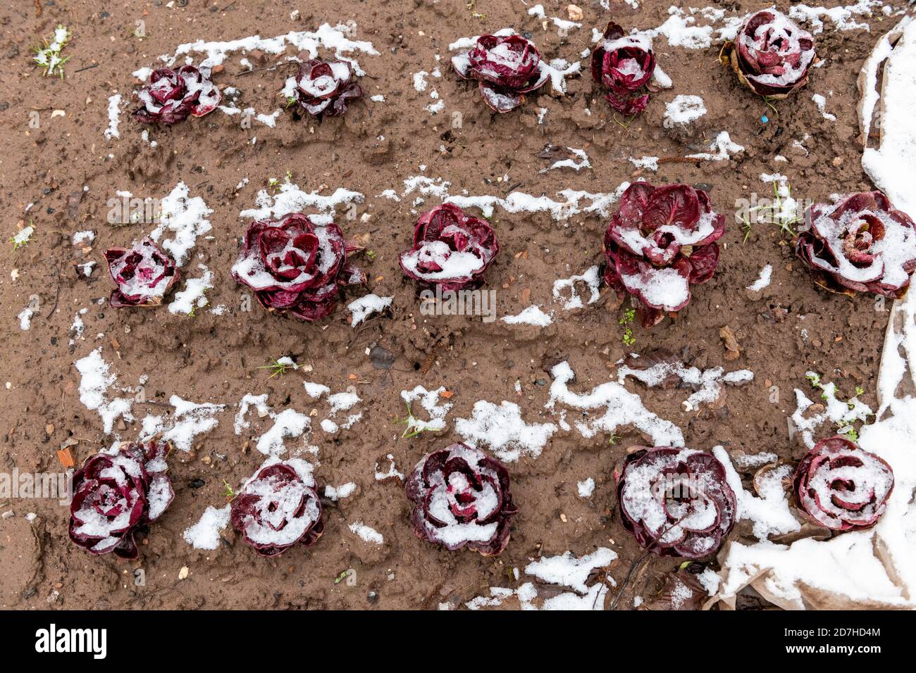 Burka veils hi-res stock photography and images - Alamy