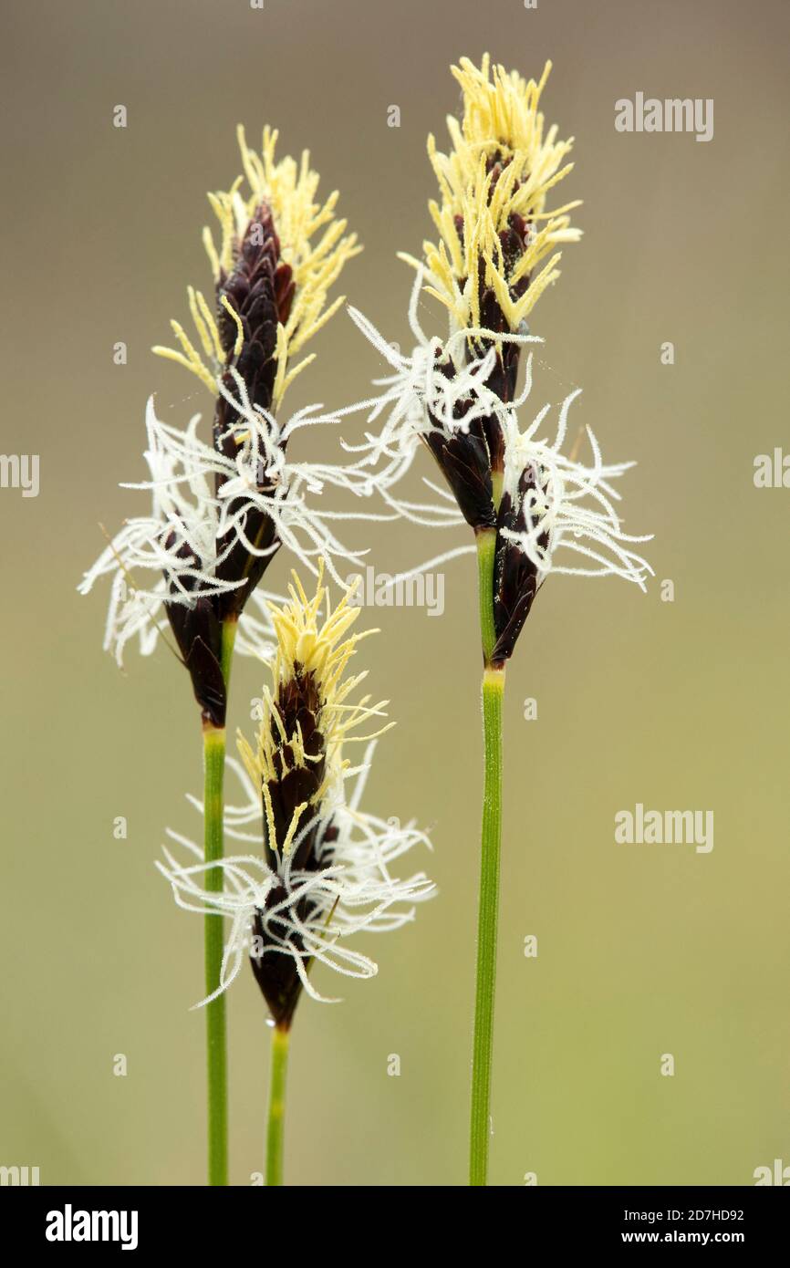 Spring sedge (Carex caryophyllea Stock Photo - Alamy