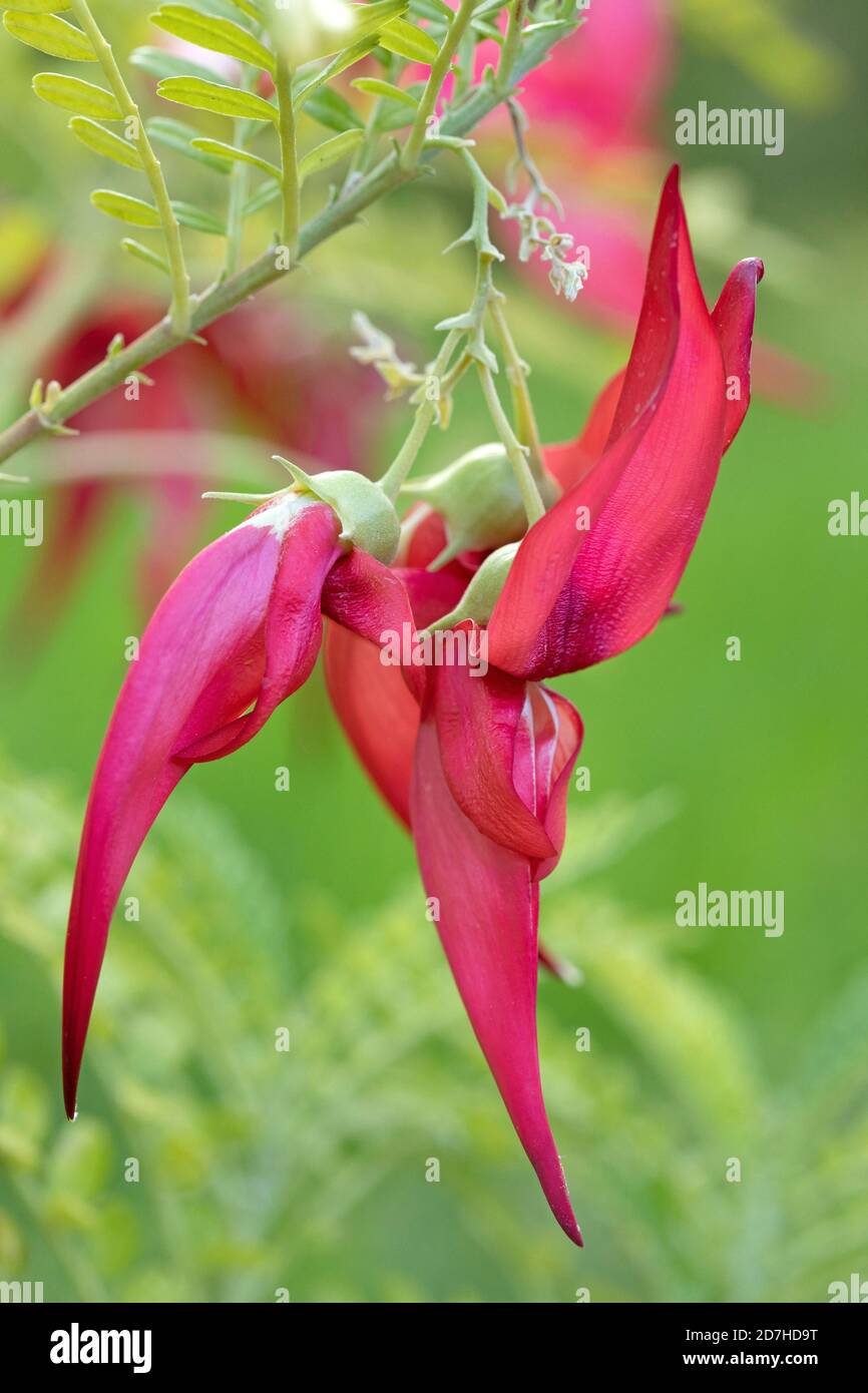 Kaka beak (Clianthus puniceus), flowers Stock Photo - Alamy