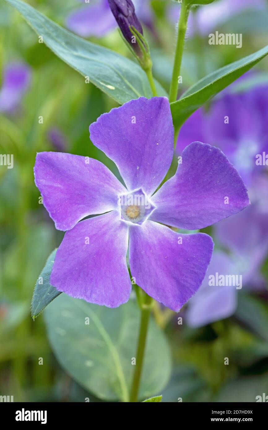 Greater periwinkle (Vinca major), flower Stock Photo - Alamy
