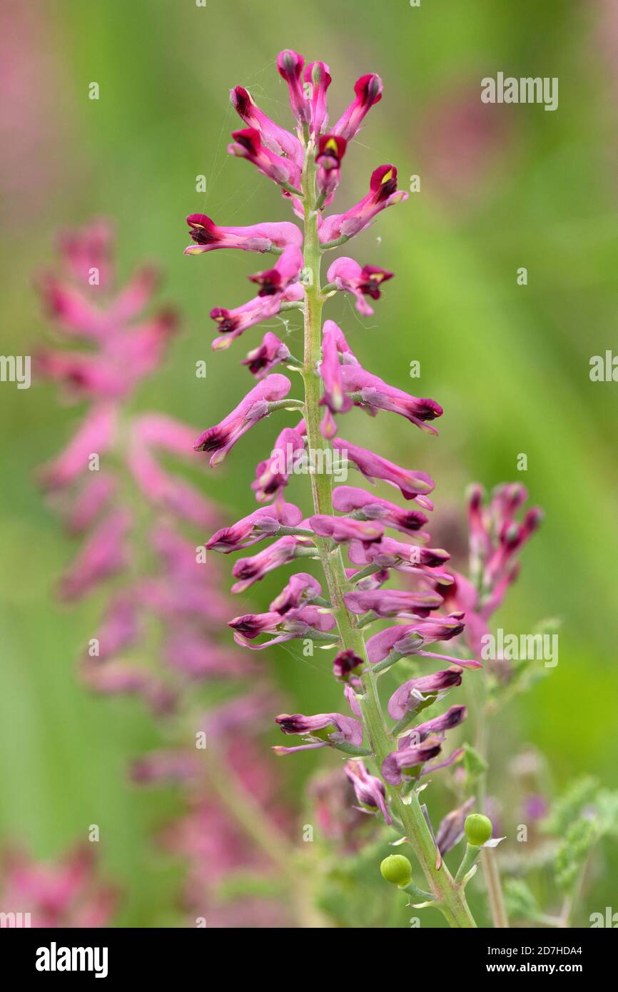 Drug fumitory (Fumaria officinalis), flowers Stock Photo - Alamy