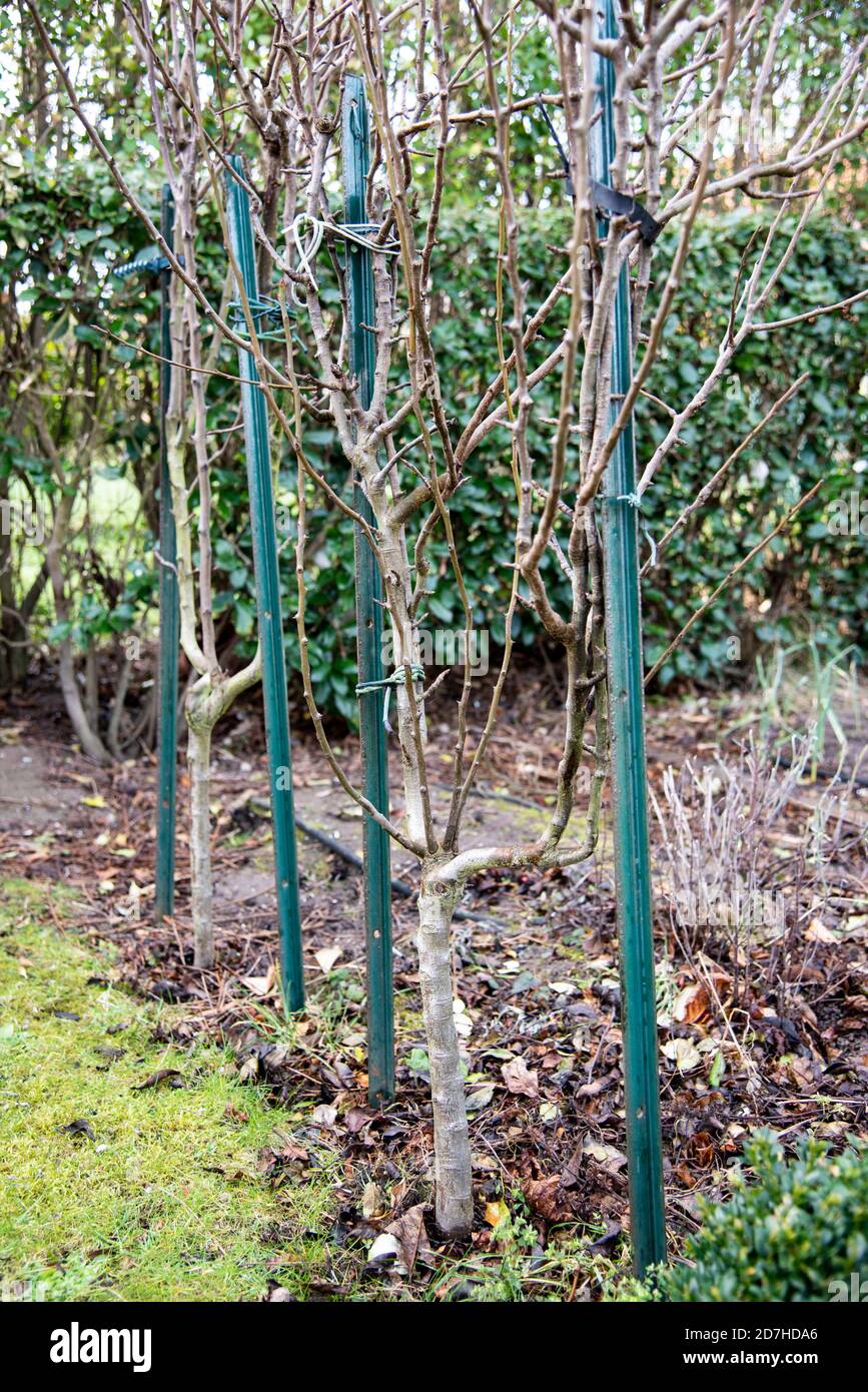 Young U-shaped trellised pear trees and tutored in a garden in winter ...