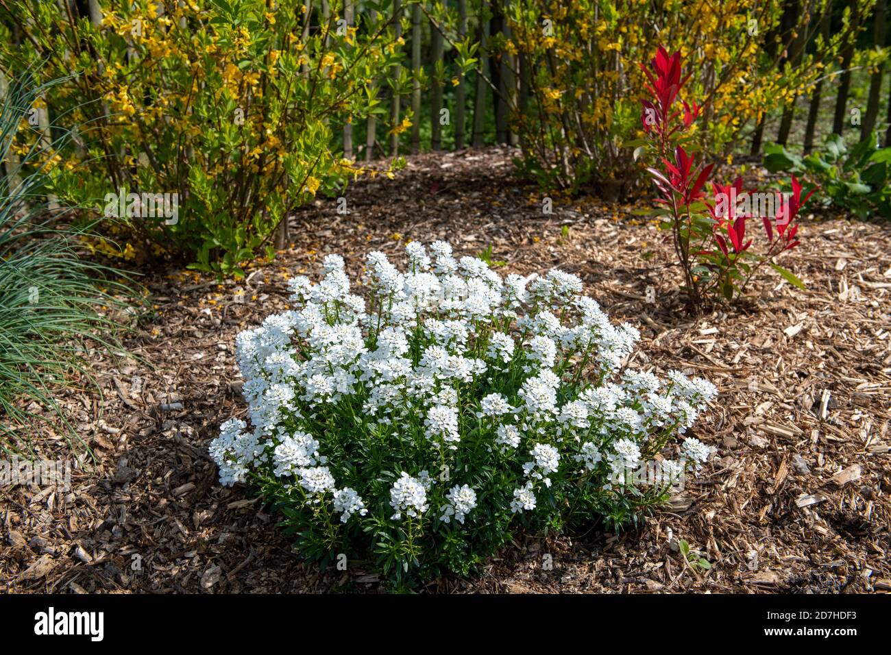 Candytuft (Iberis ciliata) in bloom and Photinia 'Red Robin' in a ...