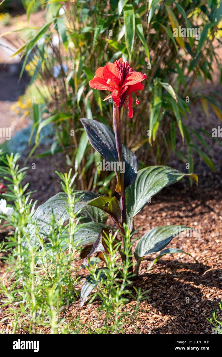 Indian shots canna indica hi-res stock photography and images - Alamy