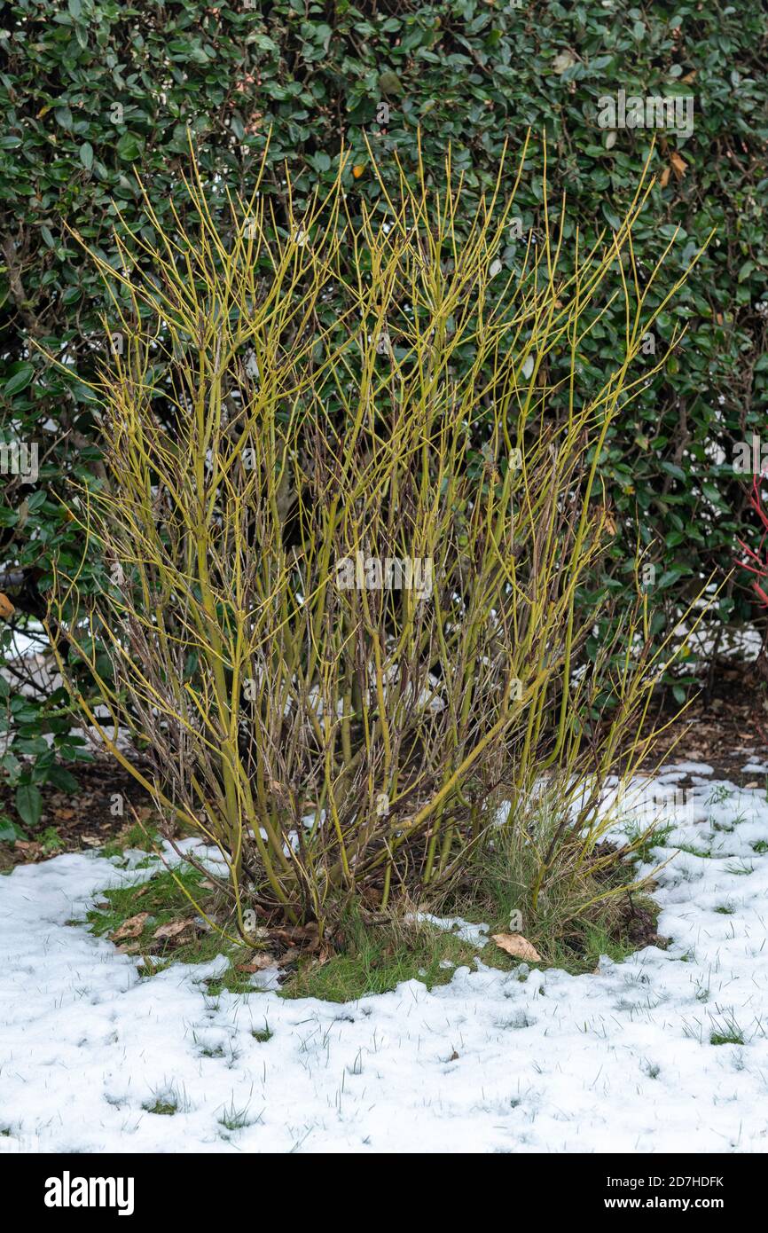 Red-osier dogwood (Cornus stolonifera) in a garden in winter, Pas de ...