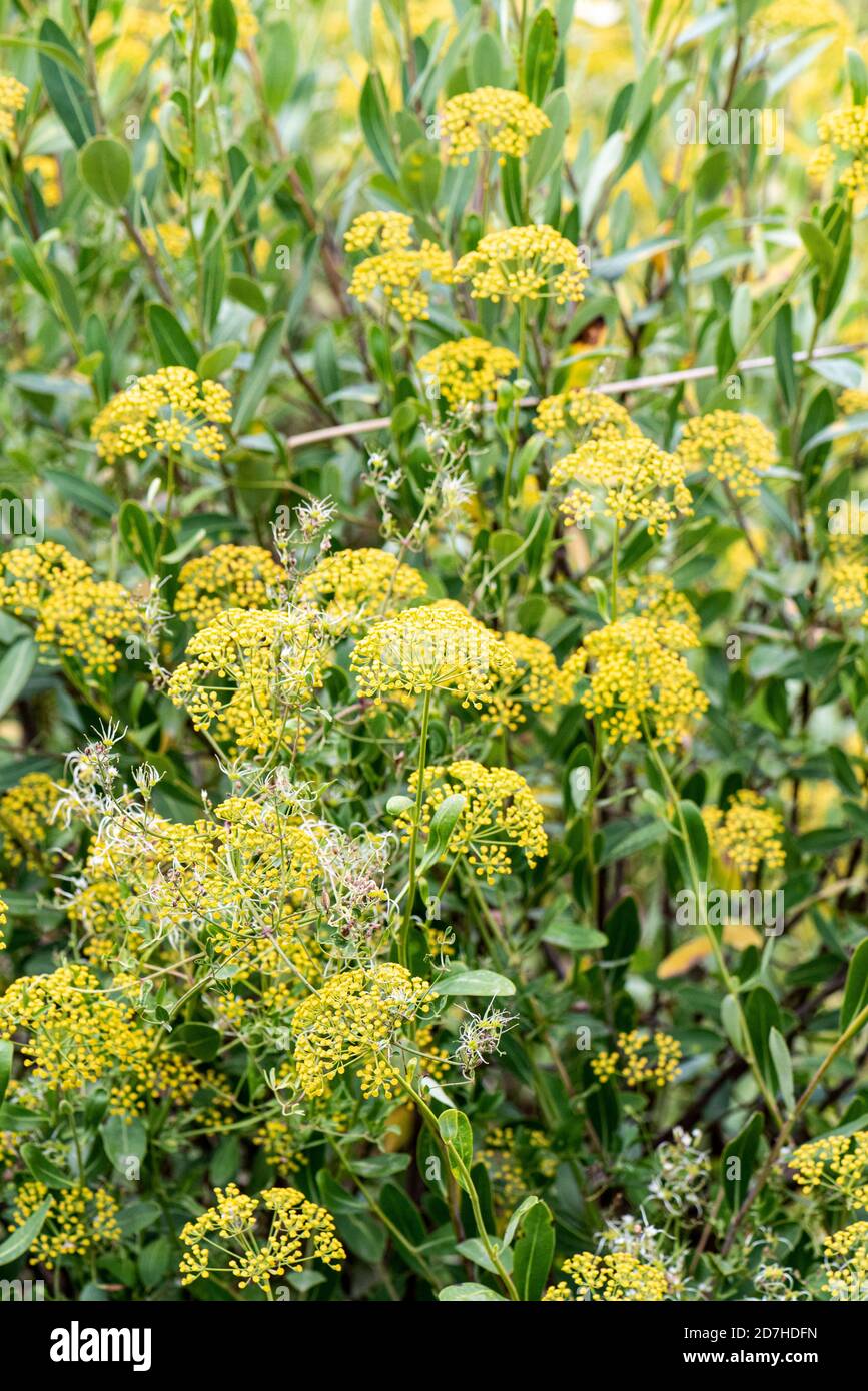 Shrubby Hare's Ear (Bupleurum fruticosum) in bloom, summer, Provence ...