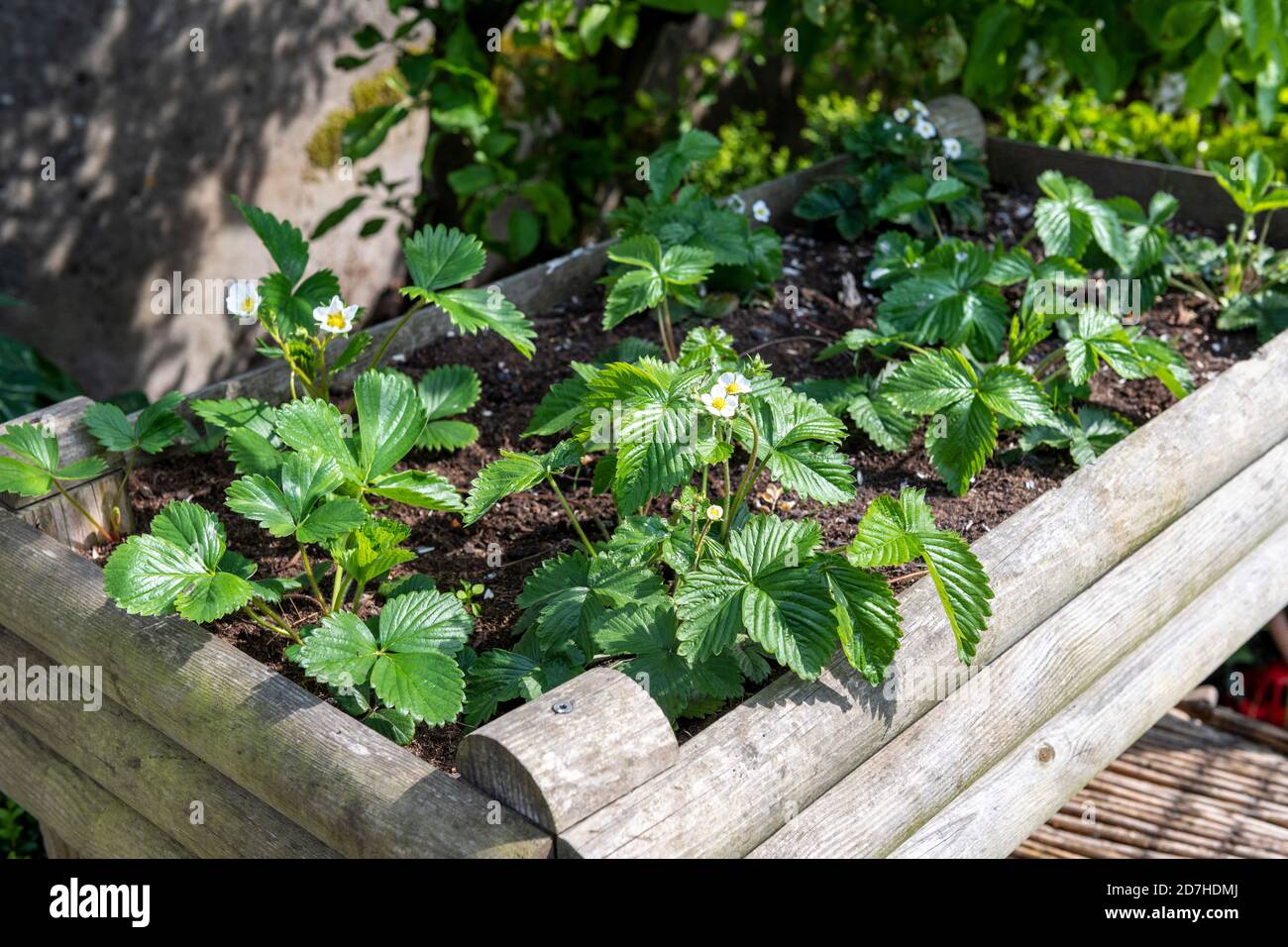 Morphology strawberry hi-res stock photography and images - Alamy