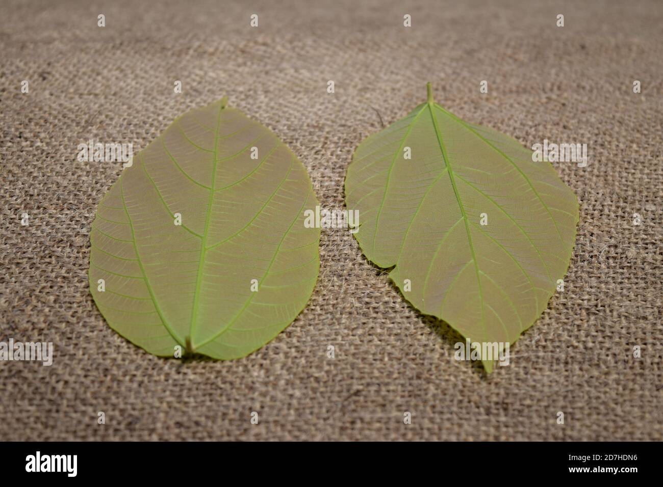 pair of leave on jute fabric background, Cloth background, Top view ...