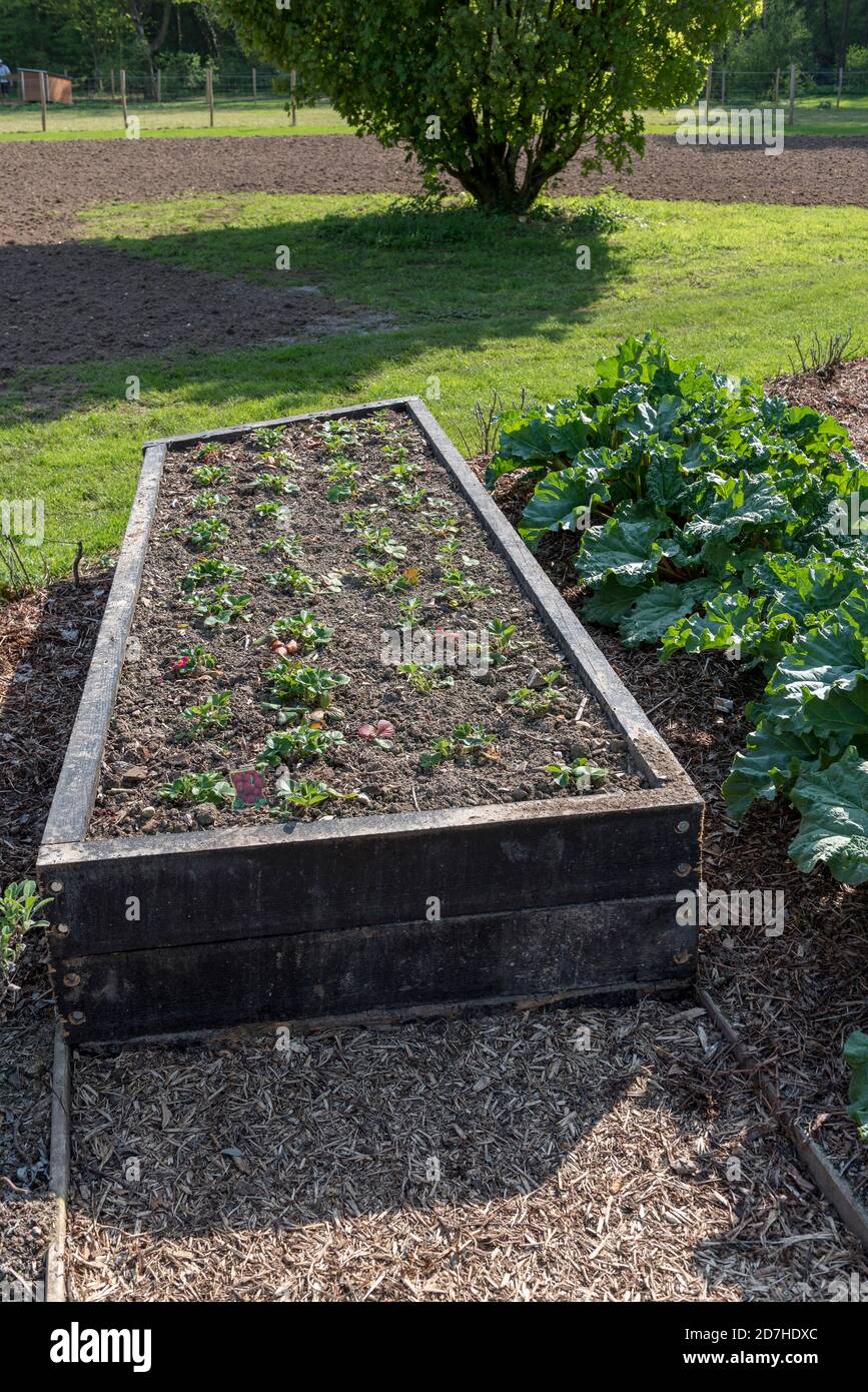 Strawberry bush 'Mara des bois' growing in a square, spring, Somme ...