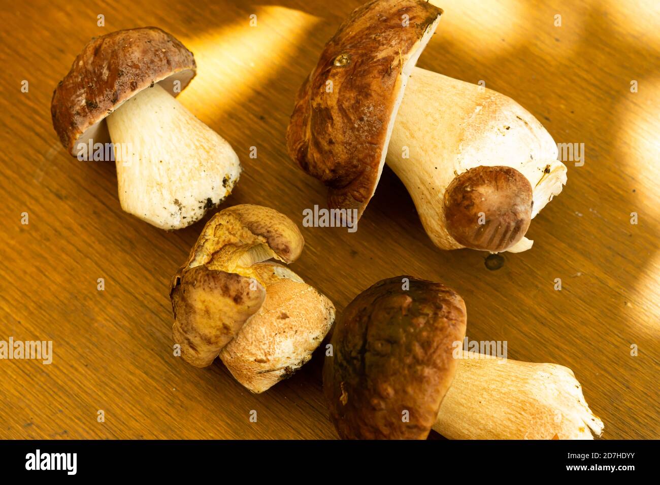 Boletus edulis porcini mushrooms hi-res stock photography and images ...
