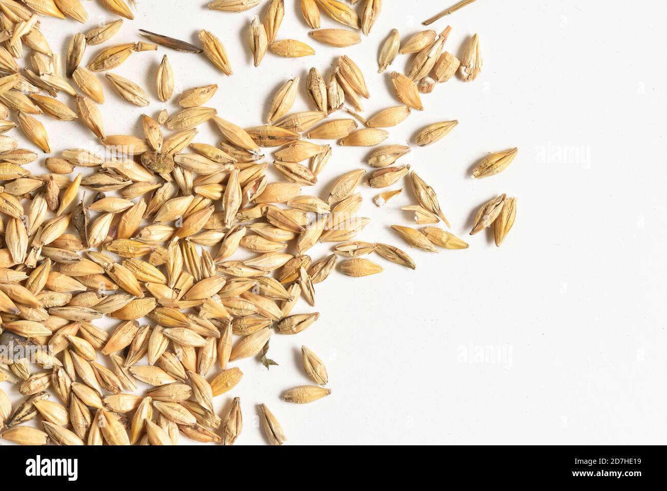 Raw barley grains on a white background Stock Photo - Alamy