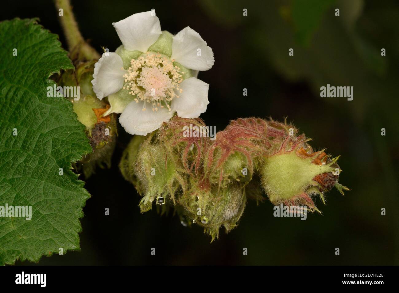 Giant bramble (Rubus alceifolius) flower, Alaotra-Mangoro Region ...