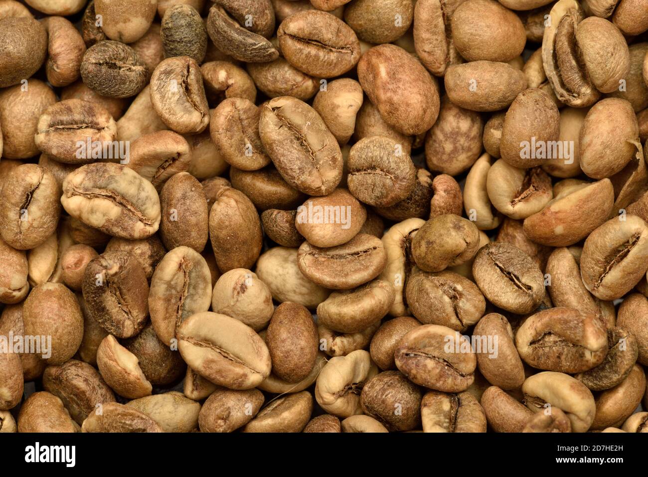 Seeds of the Robusta Coffee Tree (Coffea canephora) before roasting ...