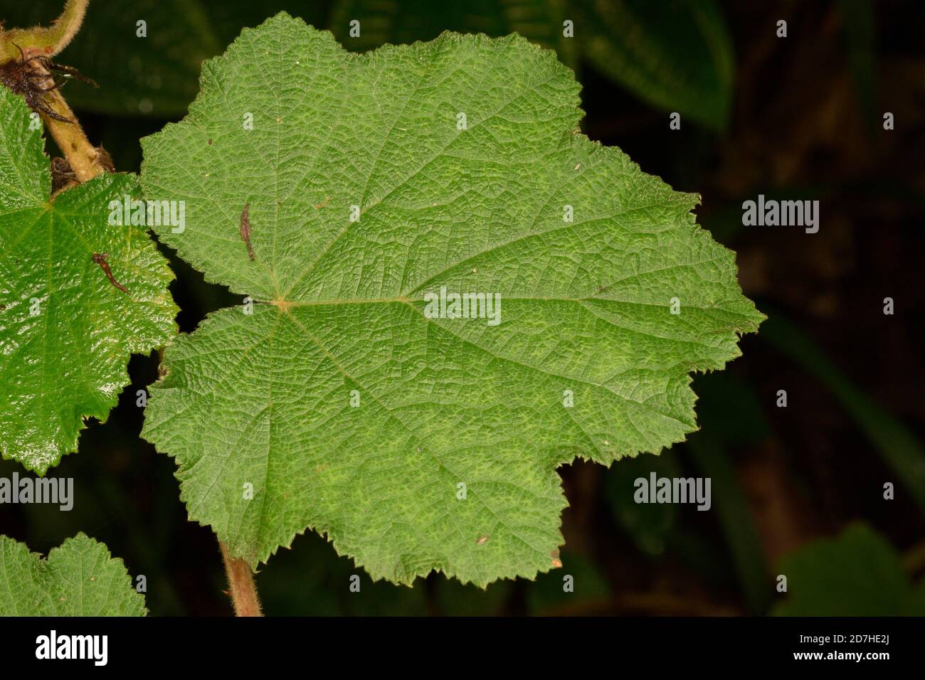 Giant bramble (Rubus alceifolius) leaf, Alaotra-Mangoro Region ...