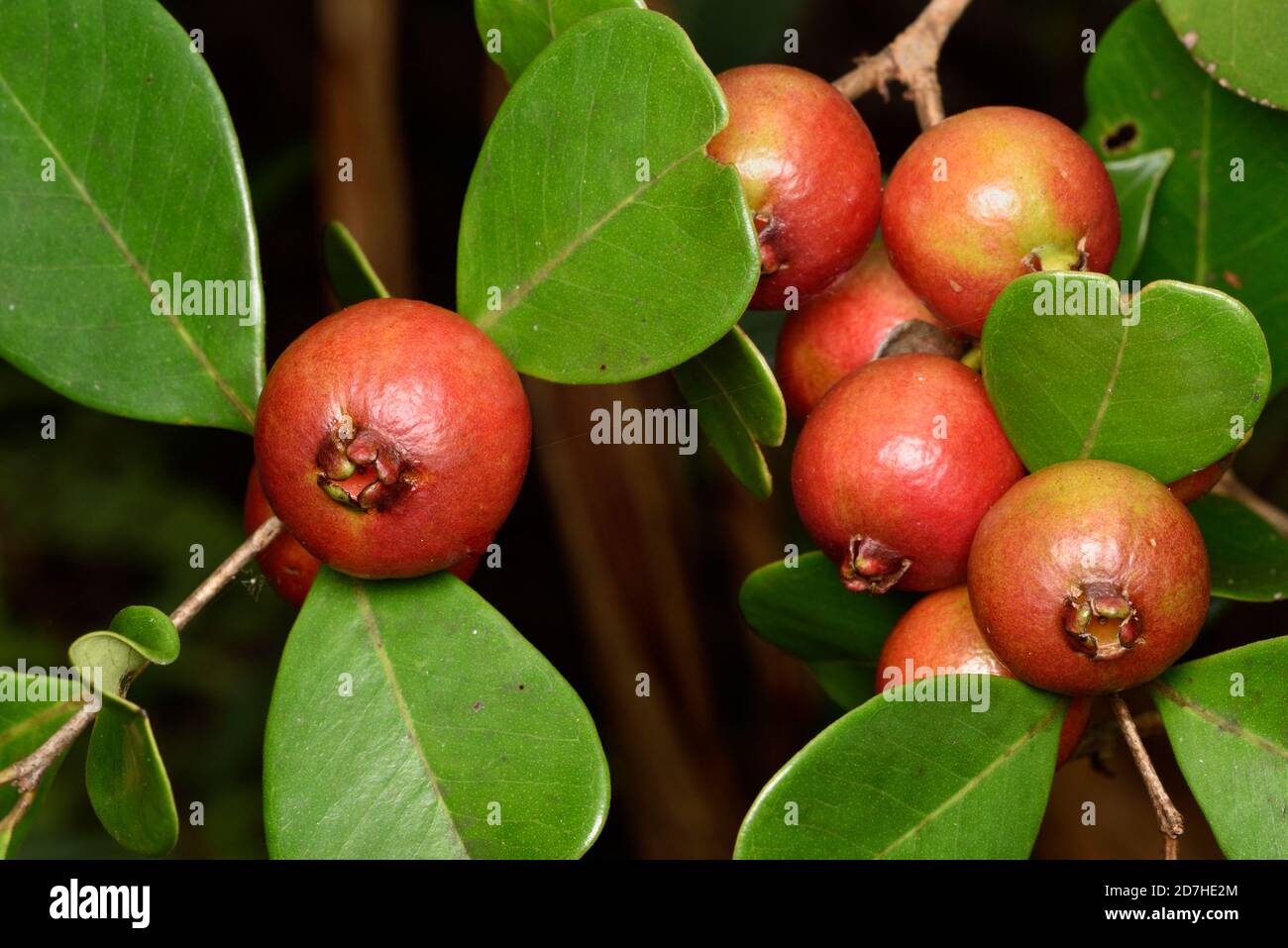 Native guava hi-res stock photography and images - Alamy