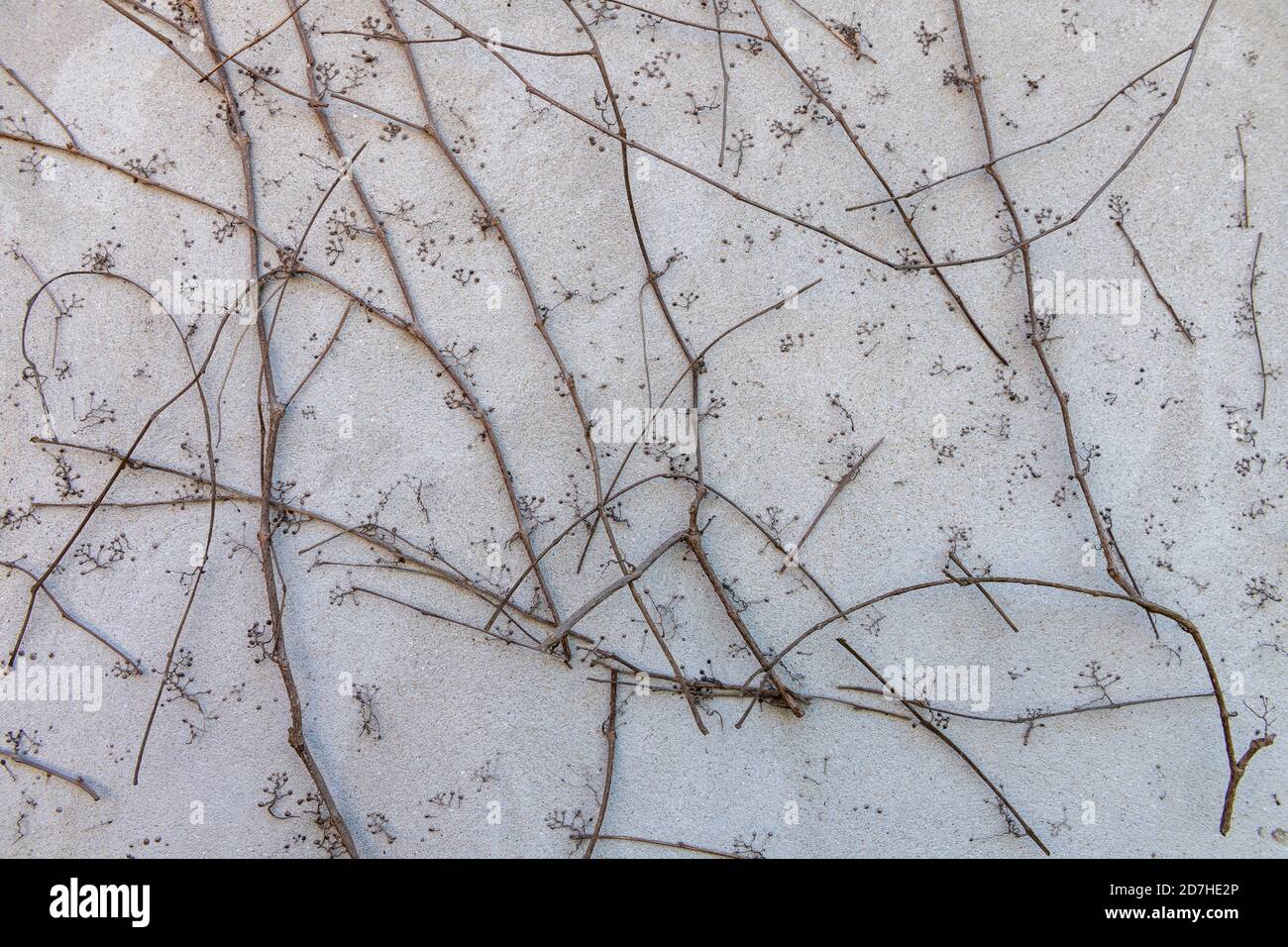 Sticky disksBoston ivy (Parthenocissus tricuspidata) of a dead on a ...