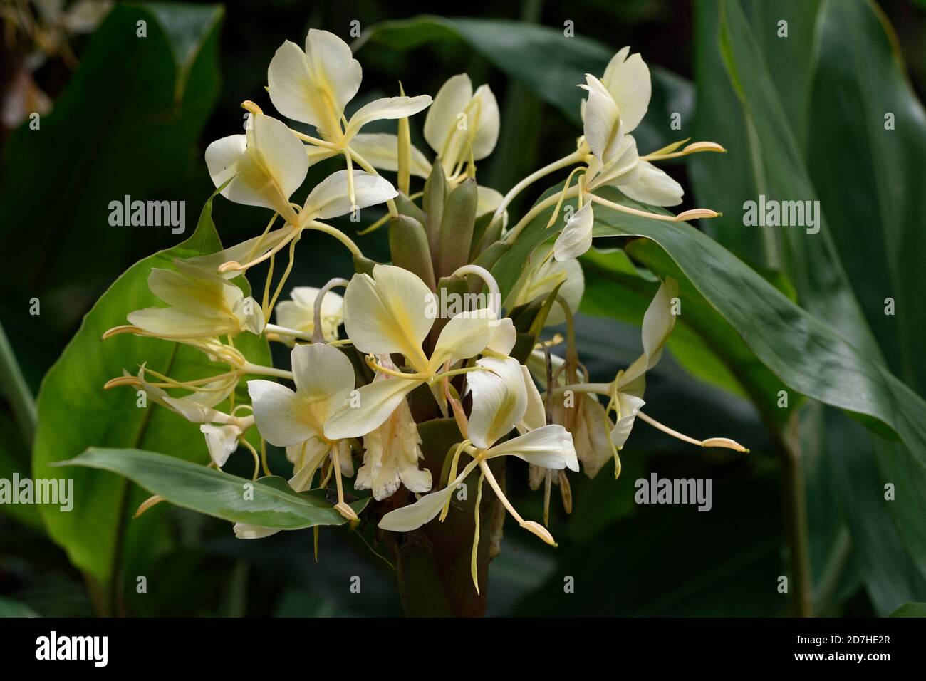 White garland-lily (Hedychium coronarium) inflorescence, Alaotra ...