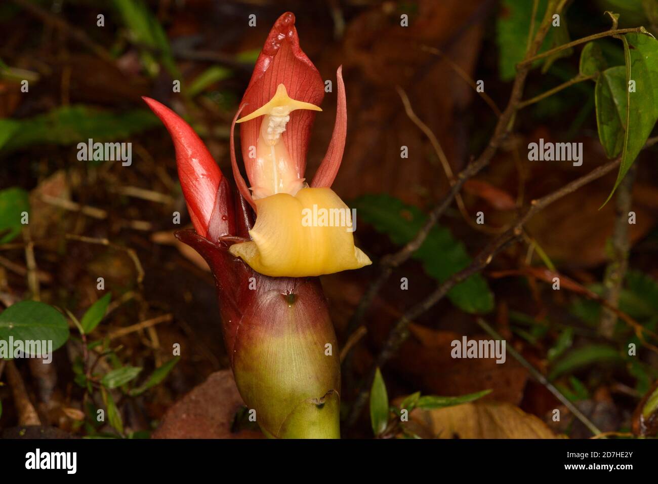 Great Cardamom (Aframomum angustifolium flower, Andasibe (Perinet ...