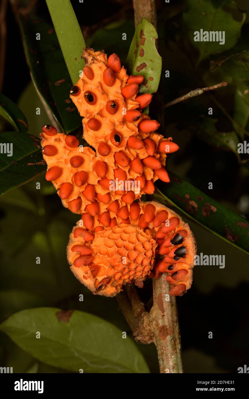 Ambora (Tambourissa religiosa) fruit on tree, Alaotra-Mangoro Region ...